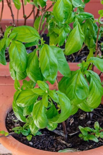Basil Oil (5 Minutes, Amazing with Everything) - Cooking With Ayeh